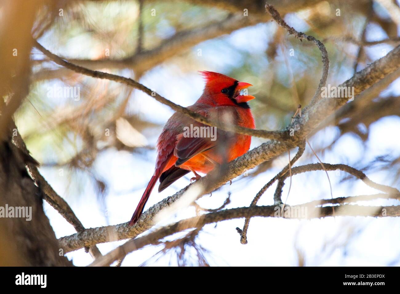 Red Cardinal Male in a Tree Singing for a Mate Stock Photo - Alamy