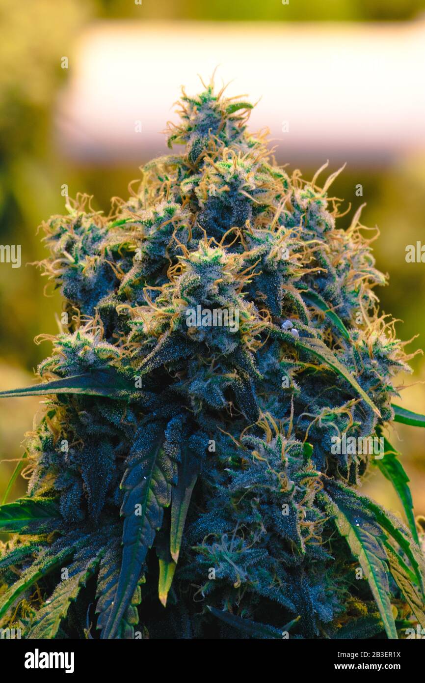 Close up recreational medical hi-res stock photography and images - Alamy