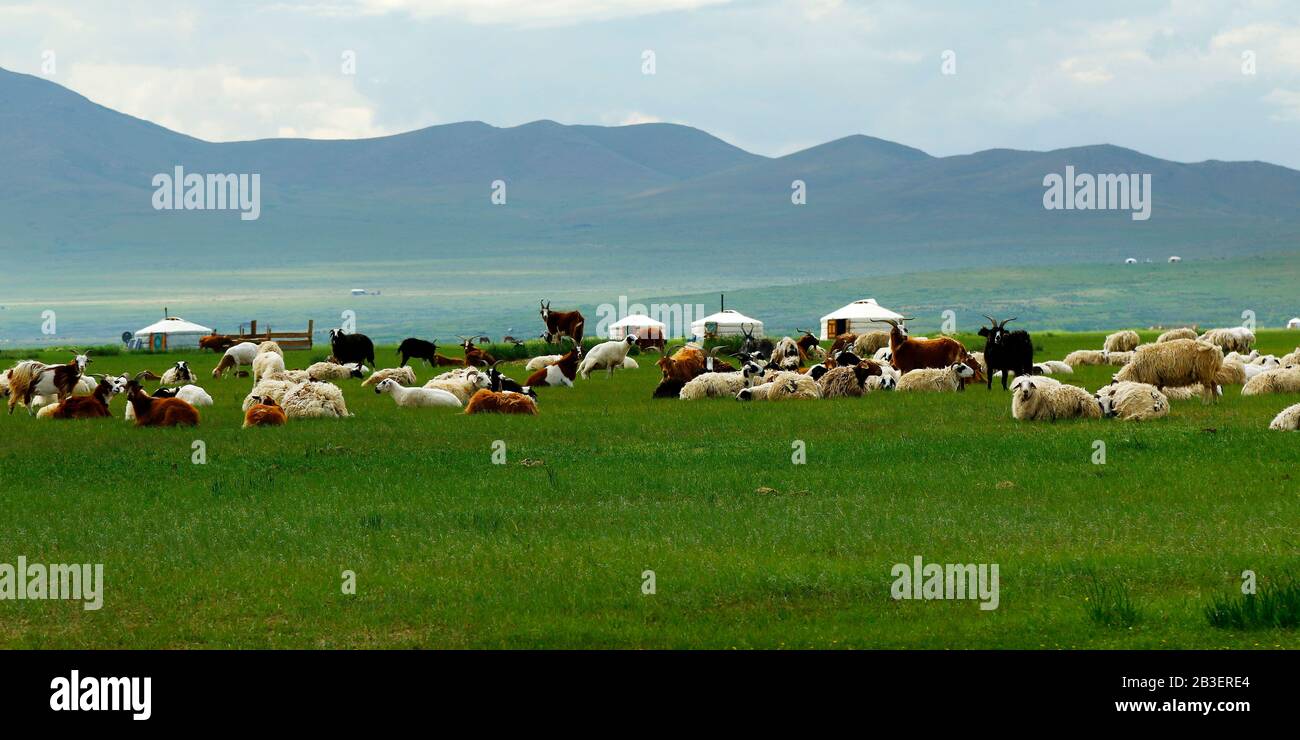 Sheep grazing in the grassland of Mongolia Stock Photo - Alamy