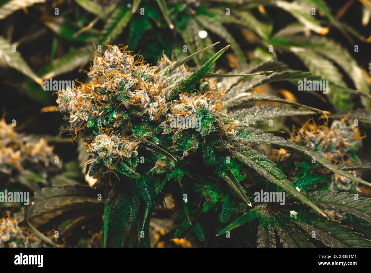 Flowers with visible pistil hi-res stock photography and images - Alamy