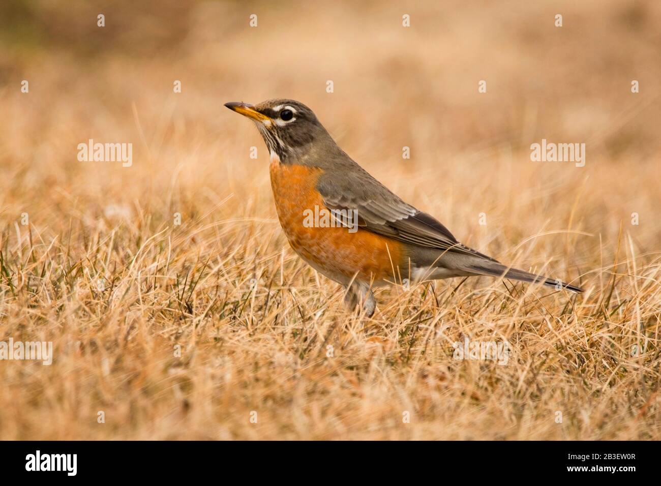 Red Breasted Robin in Springtime on the Ground Eating Stock Photo - Alamy