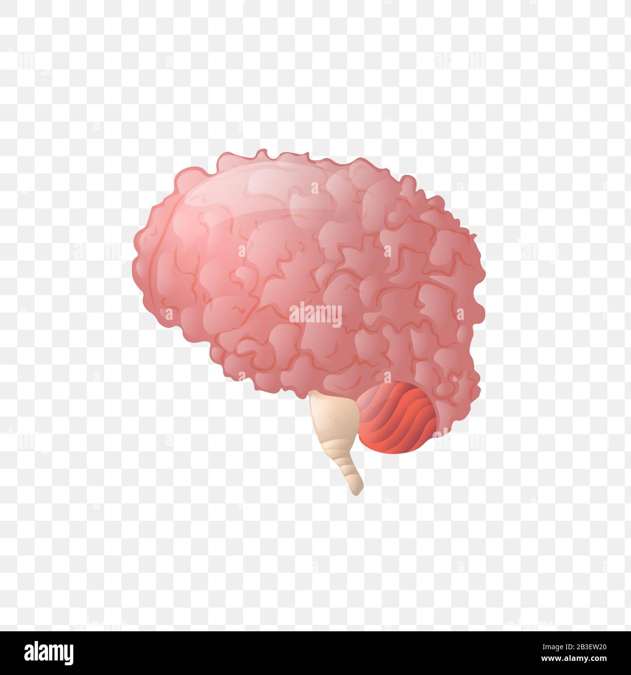 Brain. Human internal organ realistic Stock Vector Image & Art - Alamy