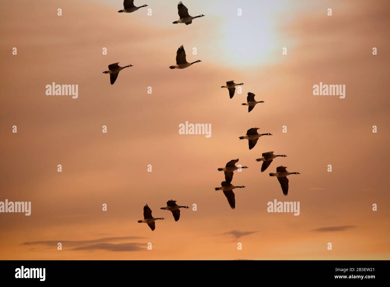 Down v formation birds hi-res stock photography and images - Alamy