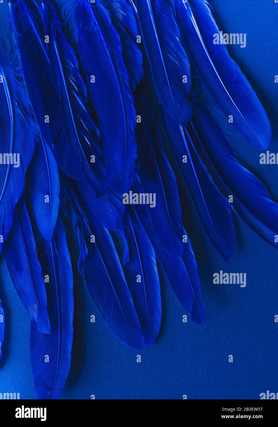 Blue neon bird feathers on a blue background. Abstract trendy texture ...
