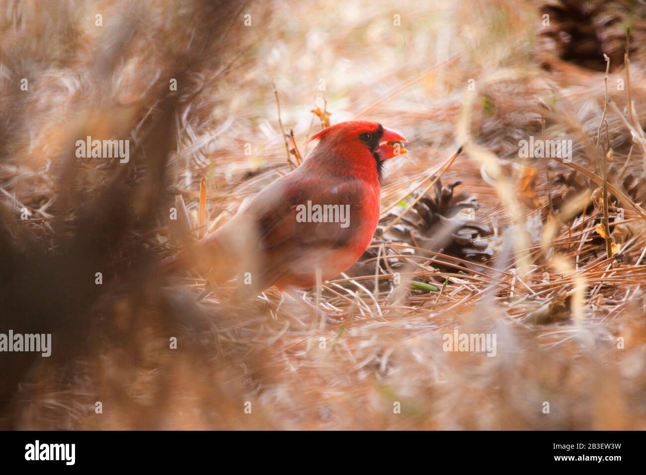 Cardinal eggs hi-res stock photography and images - Alamy
