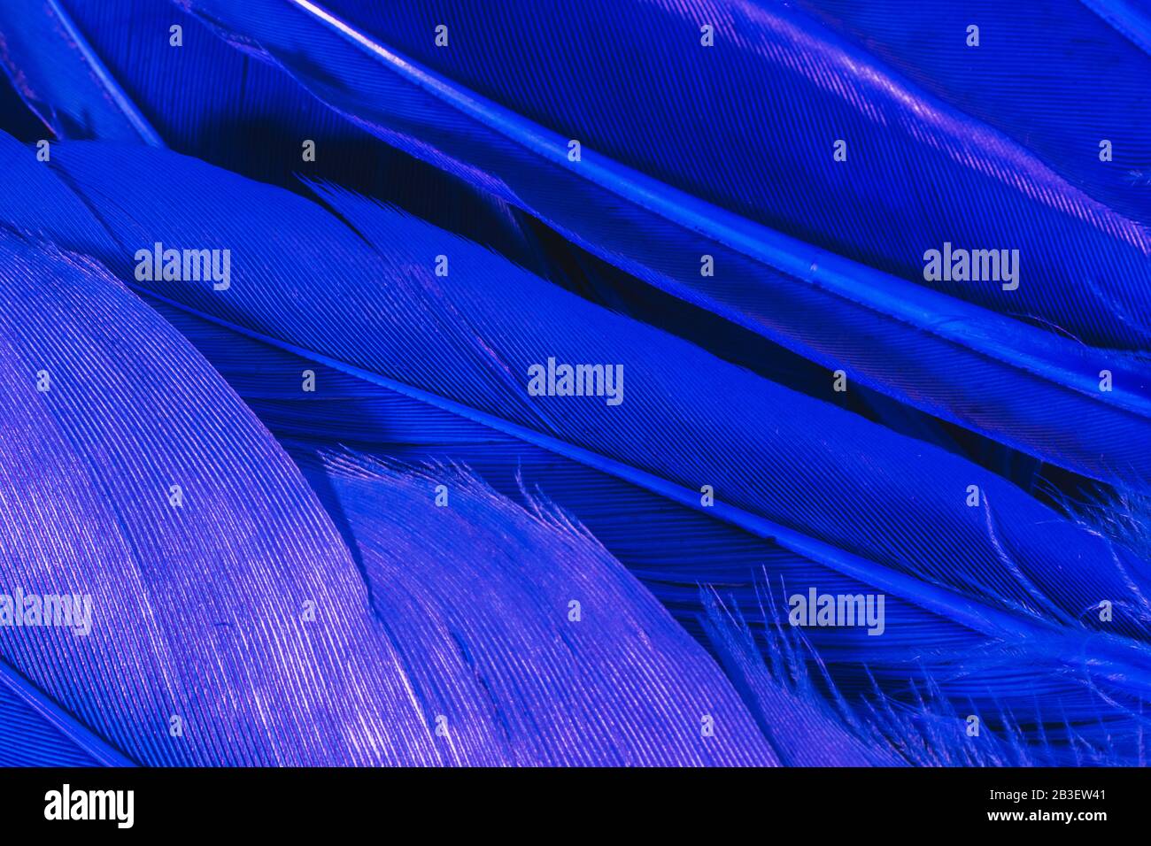 Blue neon bird feathers close-up toning . Abstract trendy texture ...