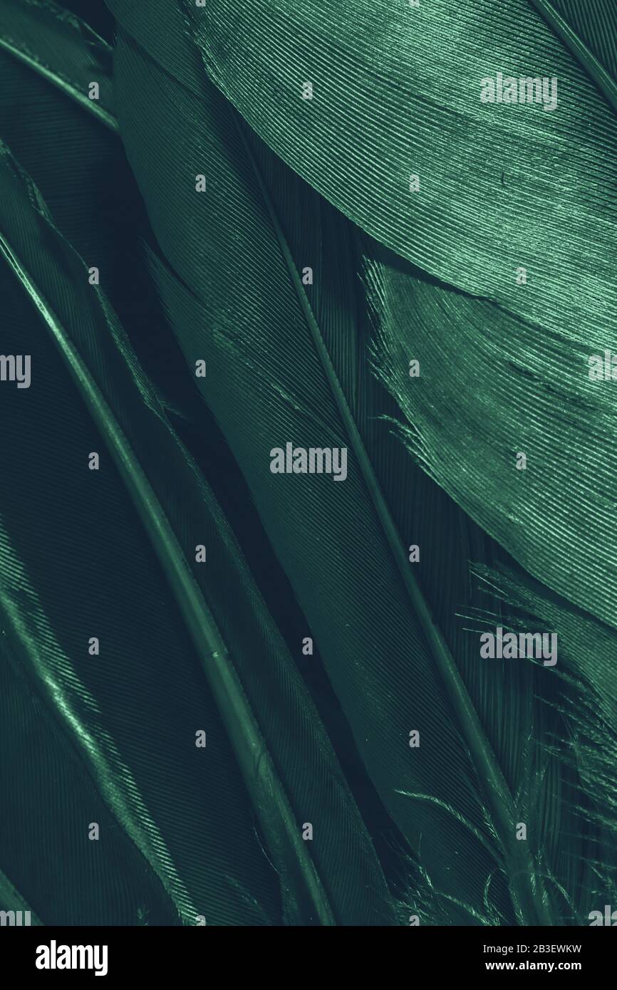 Green neon bird feathers close-up. Abstract trendy texture background ...