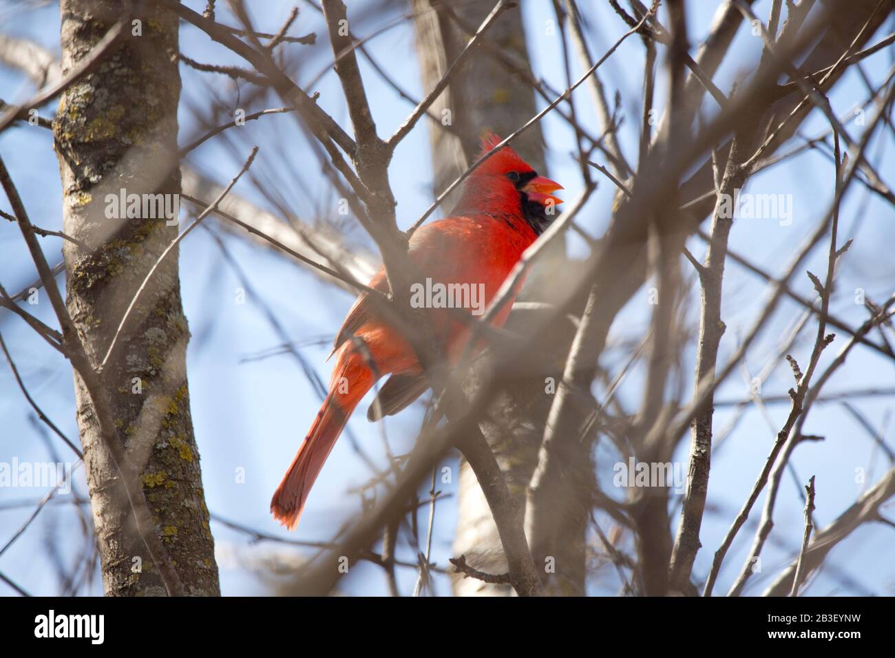 Red Cardinal Male in a Tree Singing for a Mate Stock Photo - Alamy