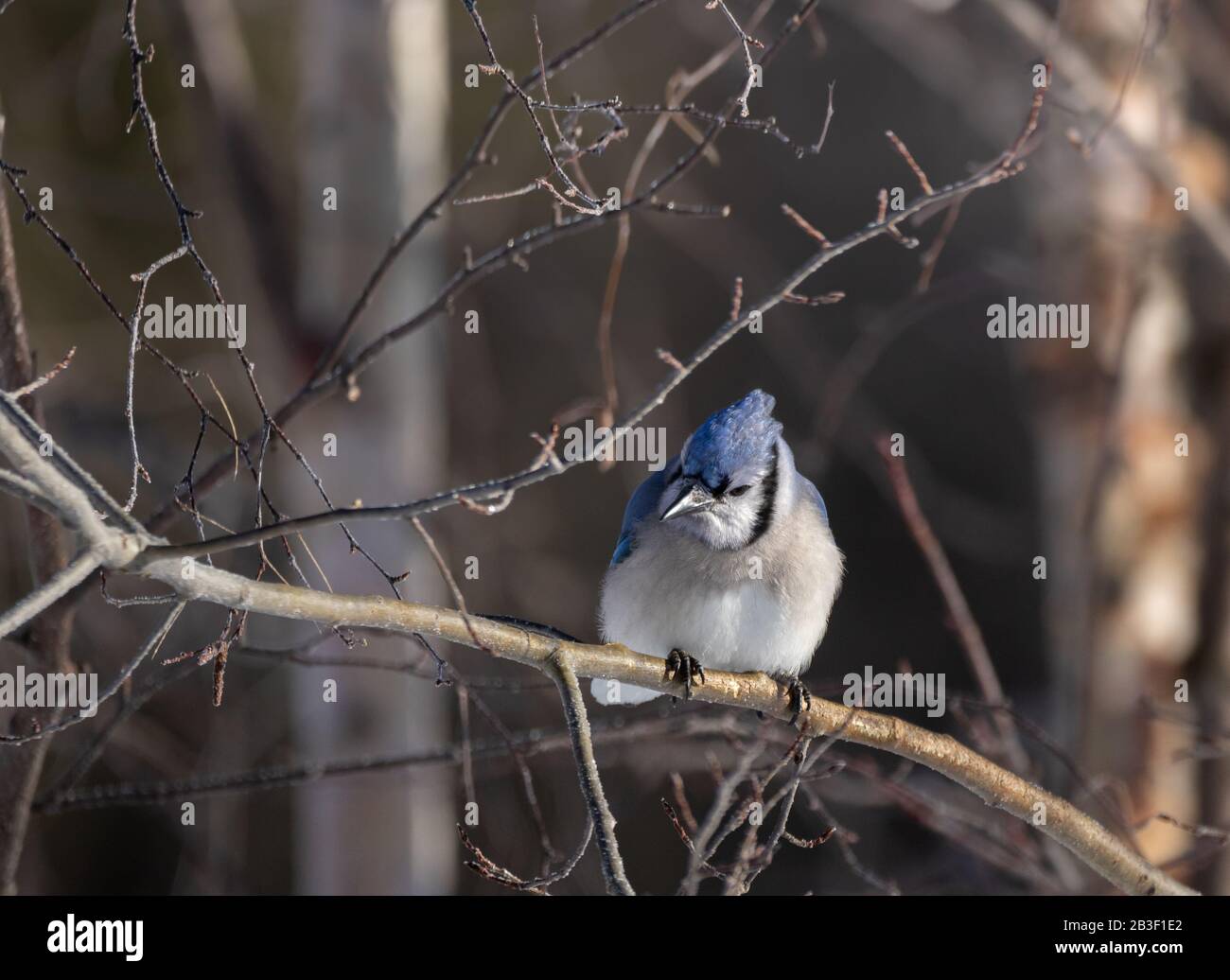 Blue jay winter hi-res stock photography and images - Alamy