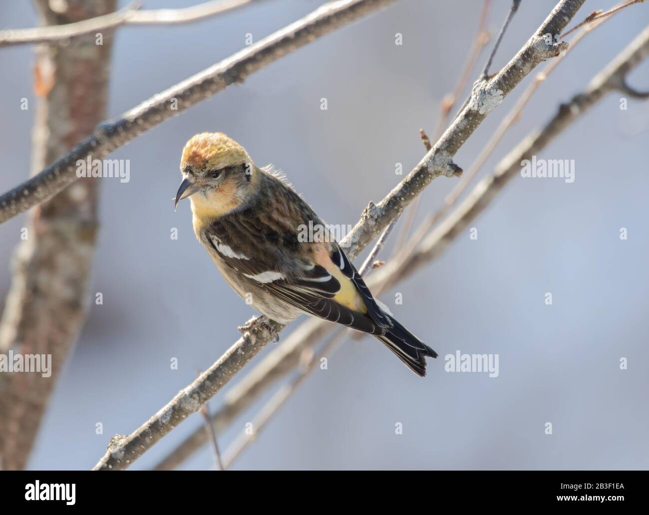 American crossbill hi-res stock photography and images - Alamy