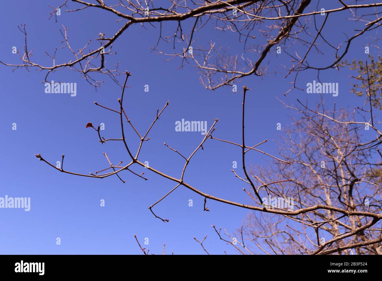 Tree with no branches hi-res stock photography and images - Alamy
