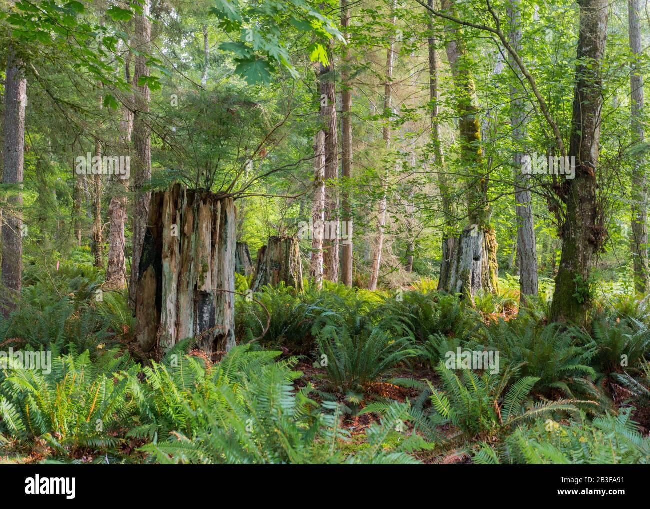 Juan De Fuca Stock Photo - Alamy