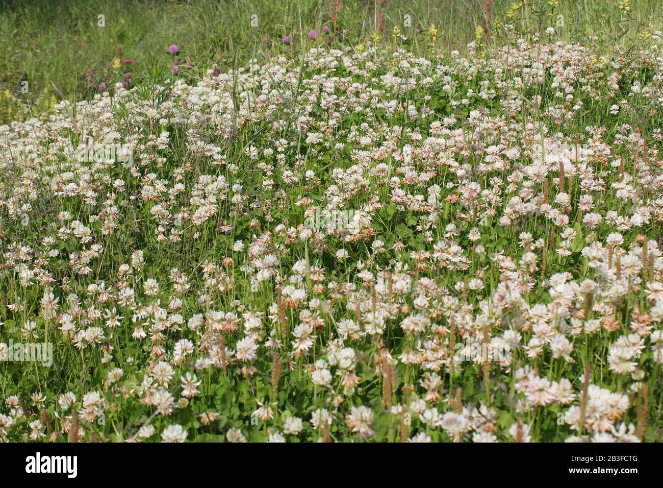 Dutch white clover lawn in the meadow. Ladino clover growing on the ...
