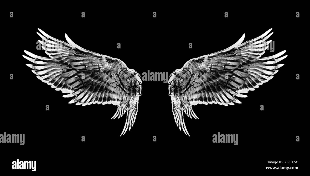 Bird on black Black and White Stock Photos & Images - Alamy