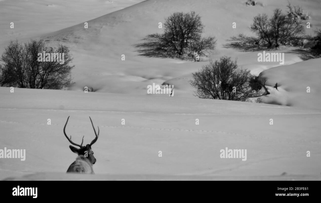 Bull elk male wildlife Black and White Stock Photos & Images - Alamy