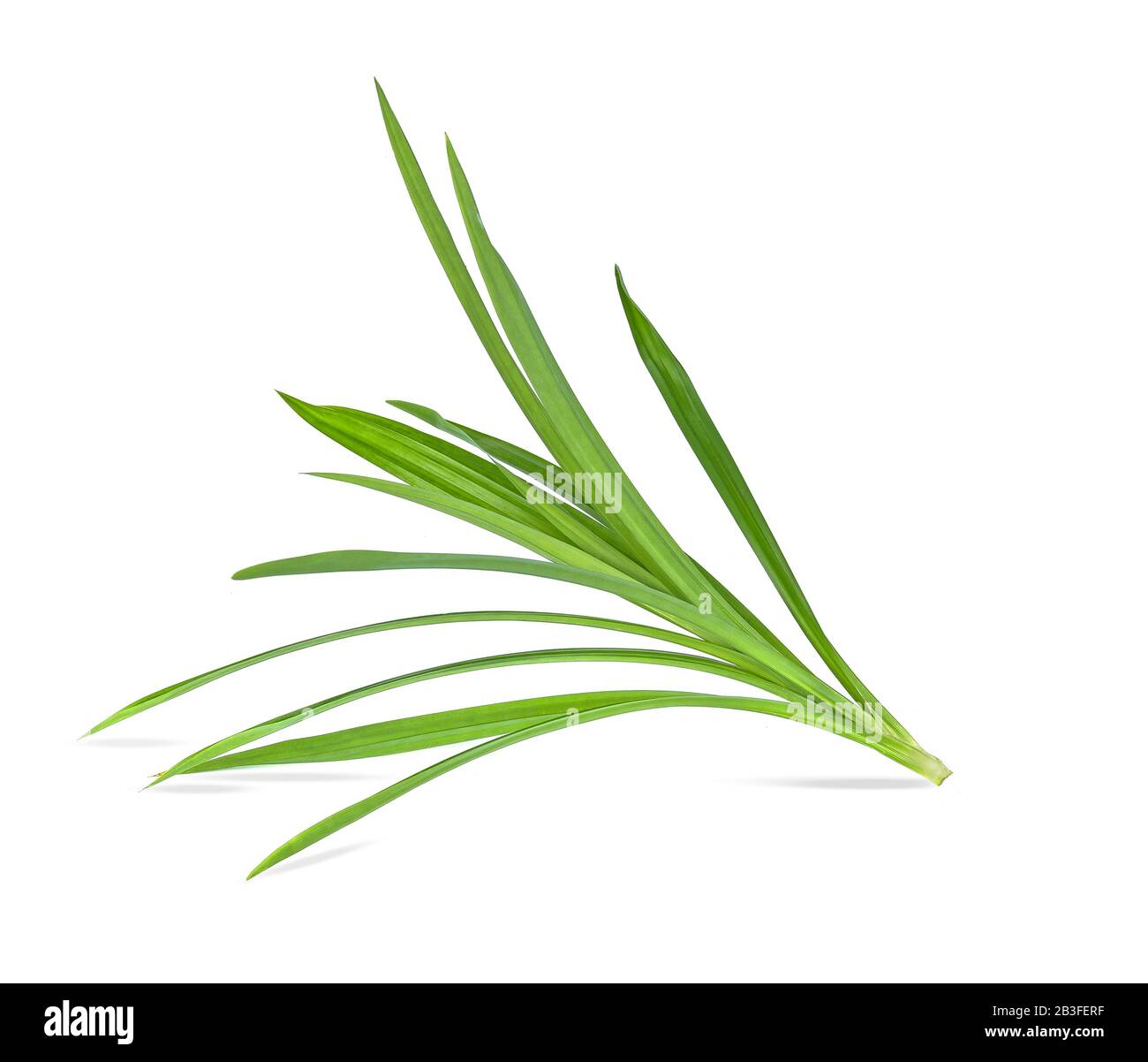 Fresh green pandan leaves isolated on white background Stock Photo - Alamy