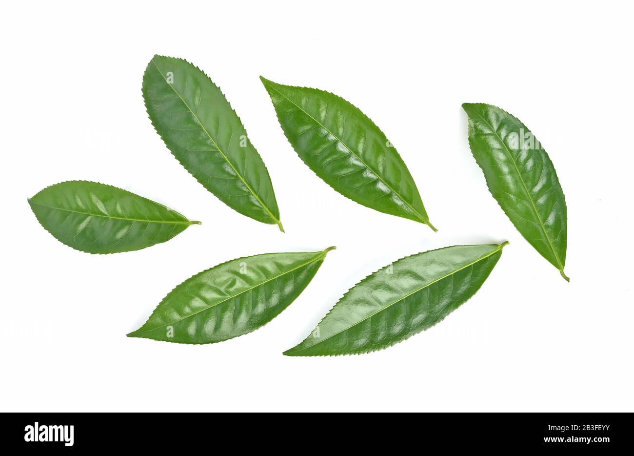 Top view of Green tea leaf,tea isolated on white background Stock Photo ...
