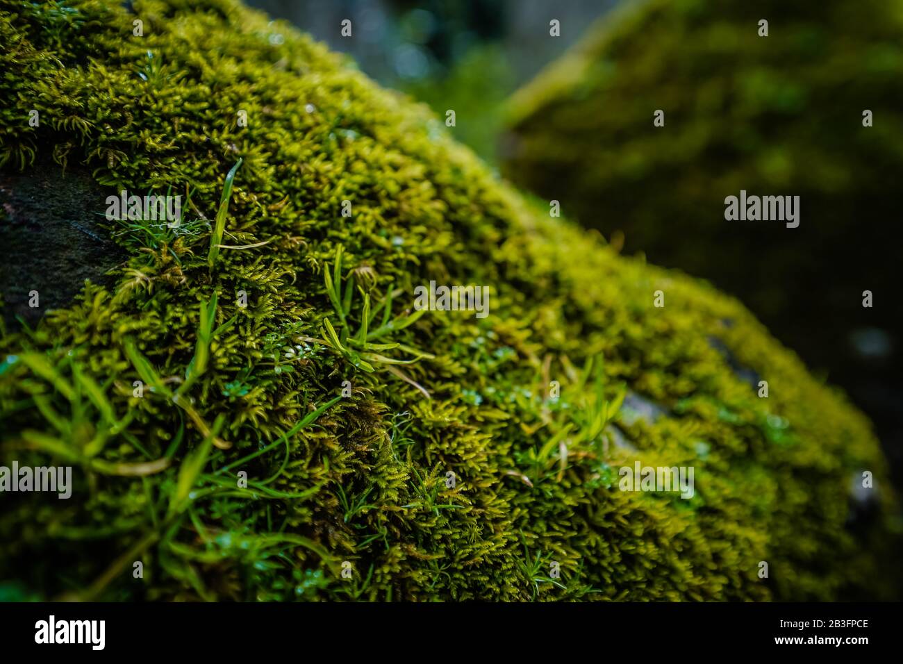 green moss on the wall of the moorish castle in sintra portugal Stock ...
