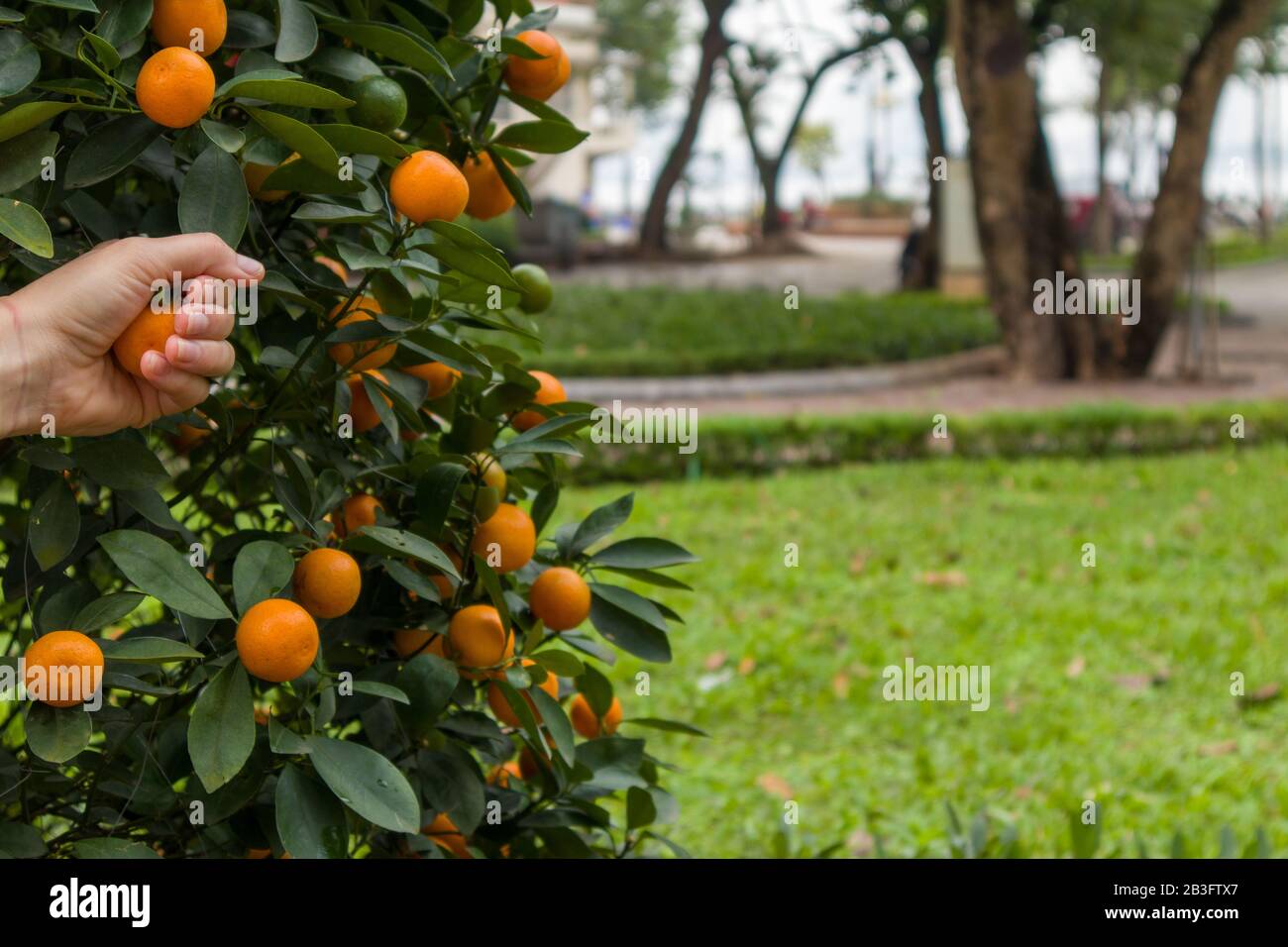 Left female hand catch orange fruit on the orange tree Stock Photo - Alamy