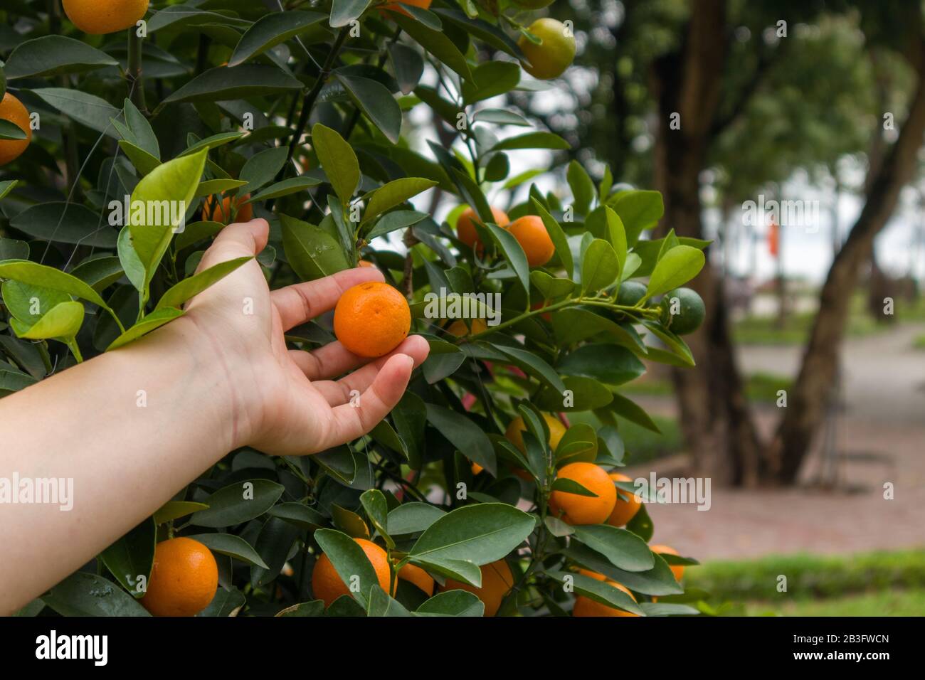 Left female hand touch orange fruit on the orange tree Stock Photo - Alamy