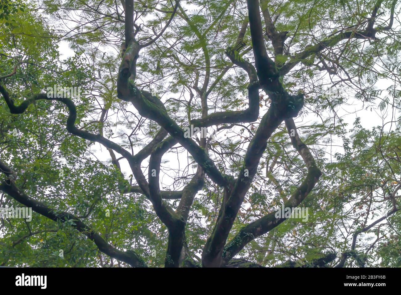 Big tree with long and strange branches Stock Photo - Alamy