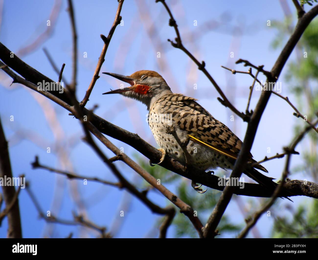 A Gilded Flicker Woodpecker native to Arizona making its morning call ...
