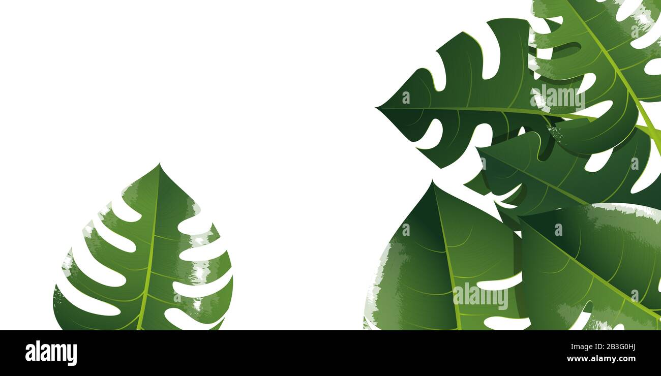 Monstera deliciosa green leaves illustration large banner Stock Photo ...