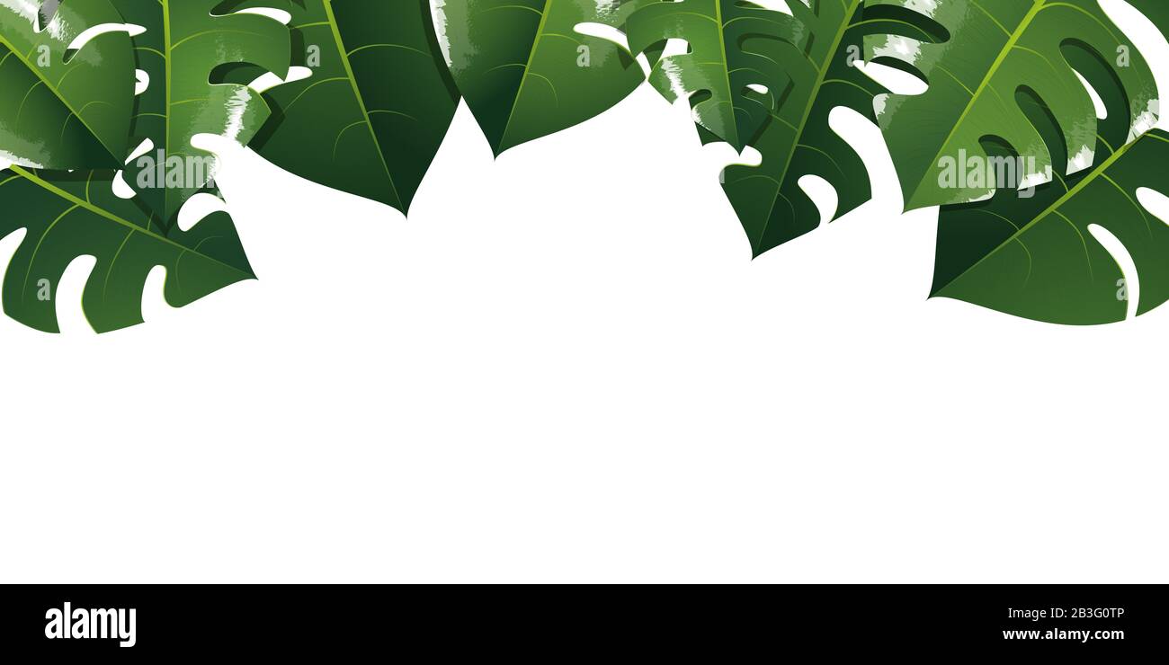 Monstera deliciosa green leaves illustration large banner Stock Photo ...