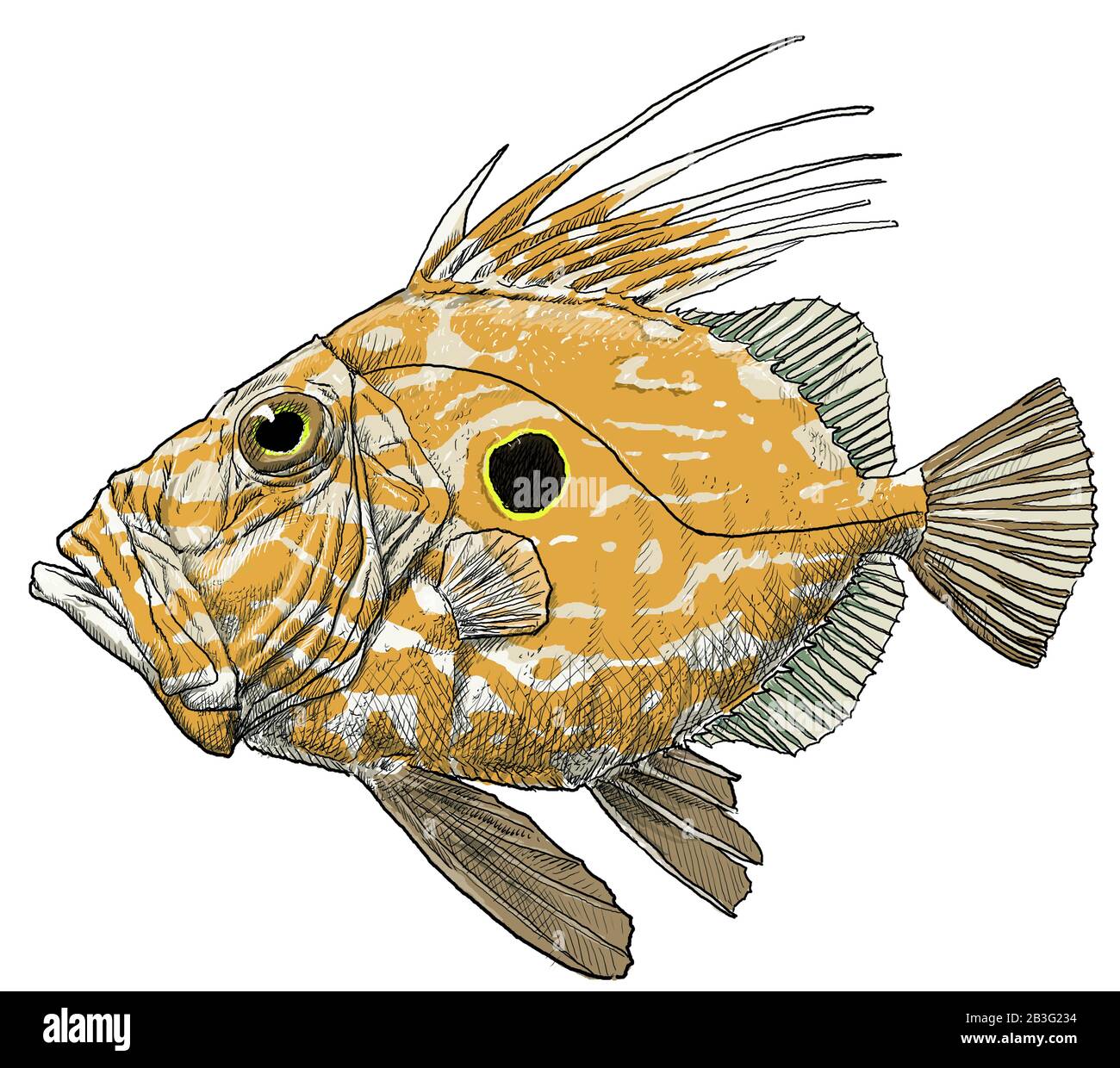 Unusual strange weird bizarre animal fish hi-res stock photography and ...