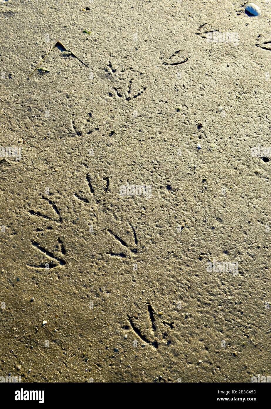 Geese footprints hi-res stock photography and images - Alamy