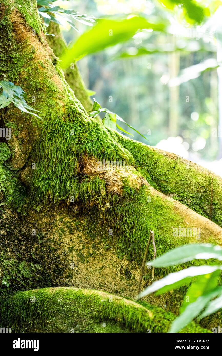 Hawaiian Moss - Road To Hana Stock Photo - Alamy