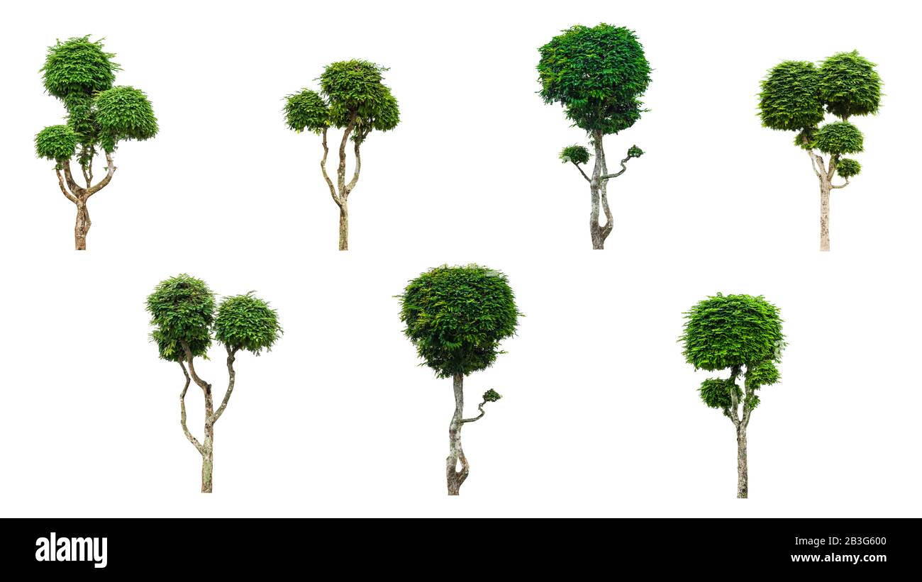 collection of tree dwarf tamarind beautiful isolated on white ...