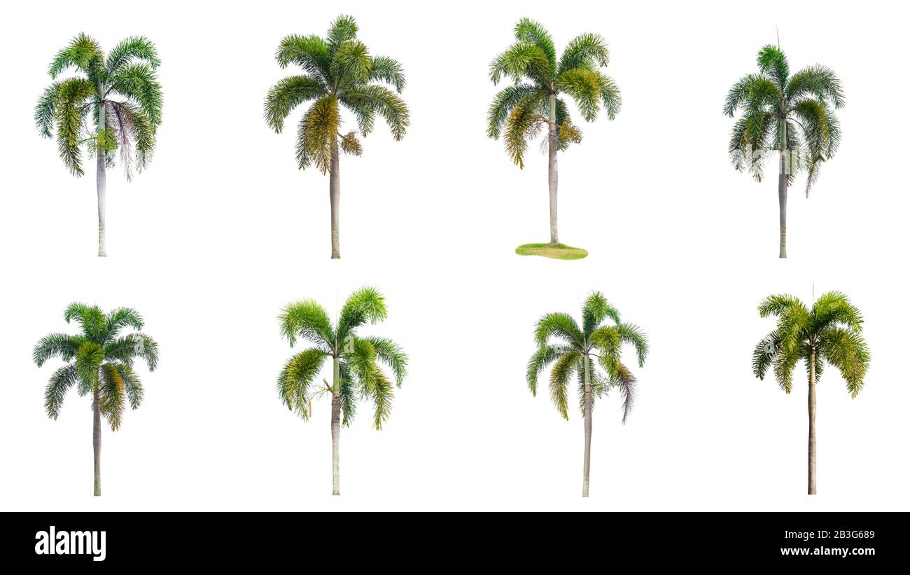 collection of eight Palm tree isolated on white background Stock Photo ...