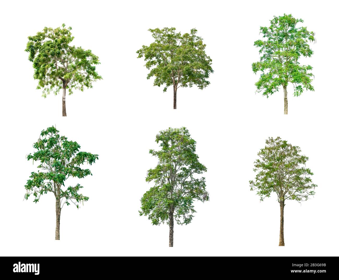 collection of tree dwarf tamarind beautiful isolated on white ...