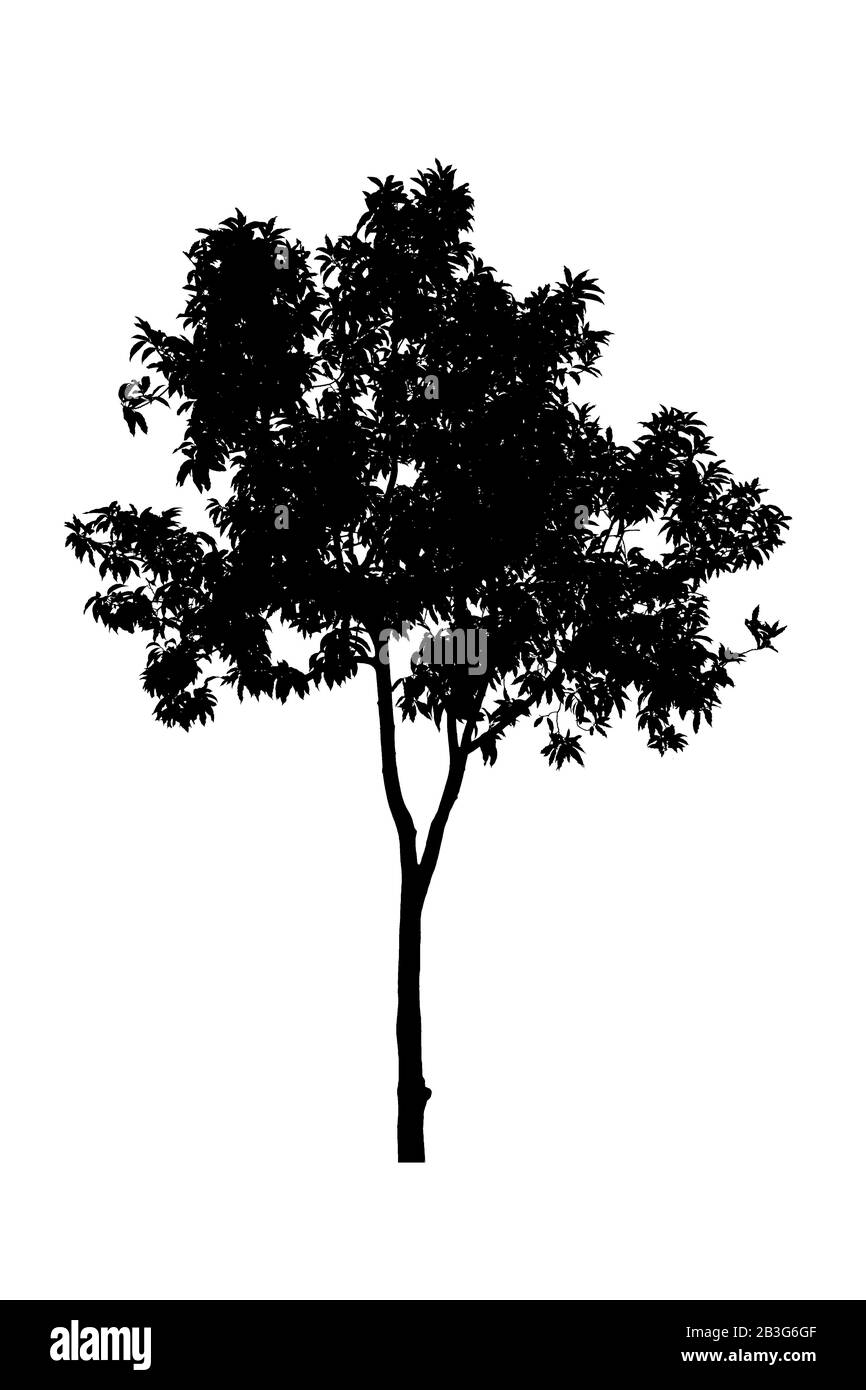 tree silhouettes beautiful on white background Stock Photo - Alamy