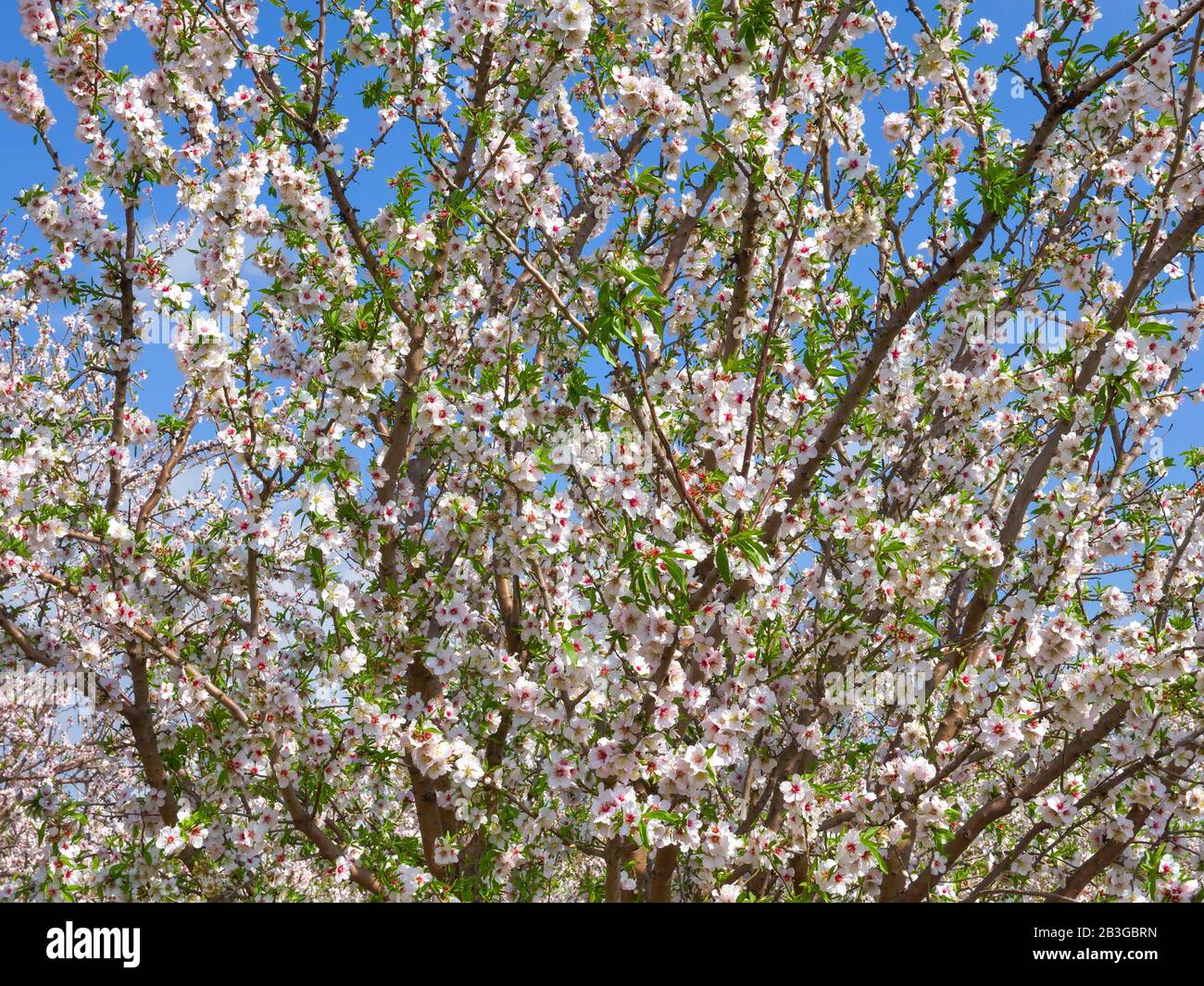 Almond tree full of beautiful white flowers hi-res stock photography ...