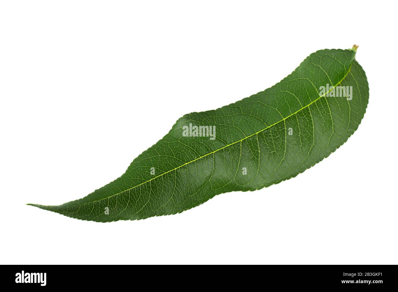 Nectarine fruit closeup leaf isolated on white background Stock Photo ...