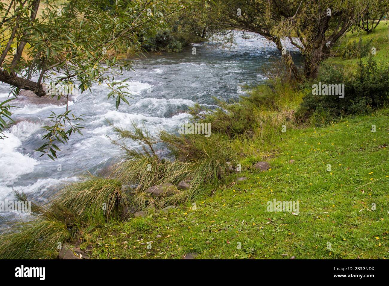 Fast flowing river bordered by natural vegetation and grass Stock Photo ...