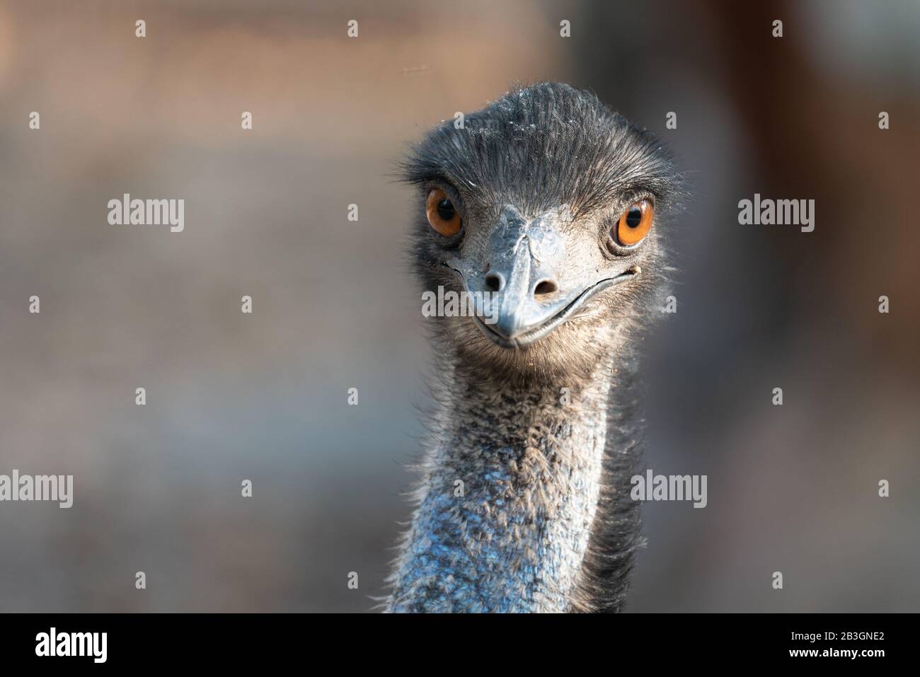 Close up of the head and neck of an emu Stock Photo - Alamy