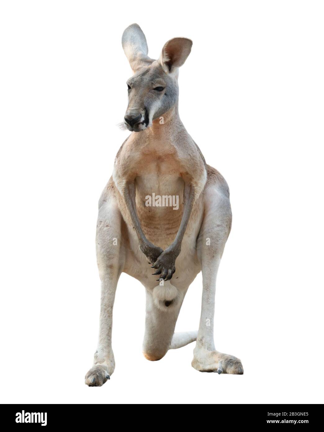 Kangaroo Cut Out Stock Images & Pictures - Alamy