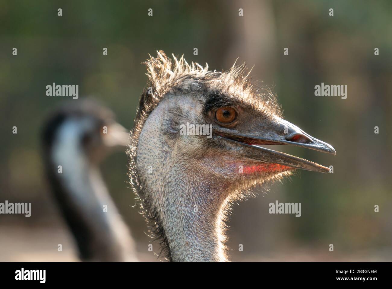 Emu head portrait hi-res stock photography and images - Alamy