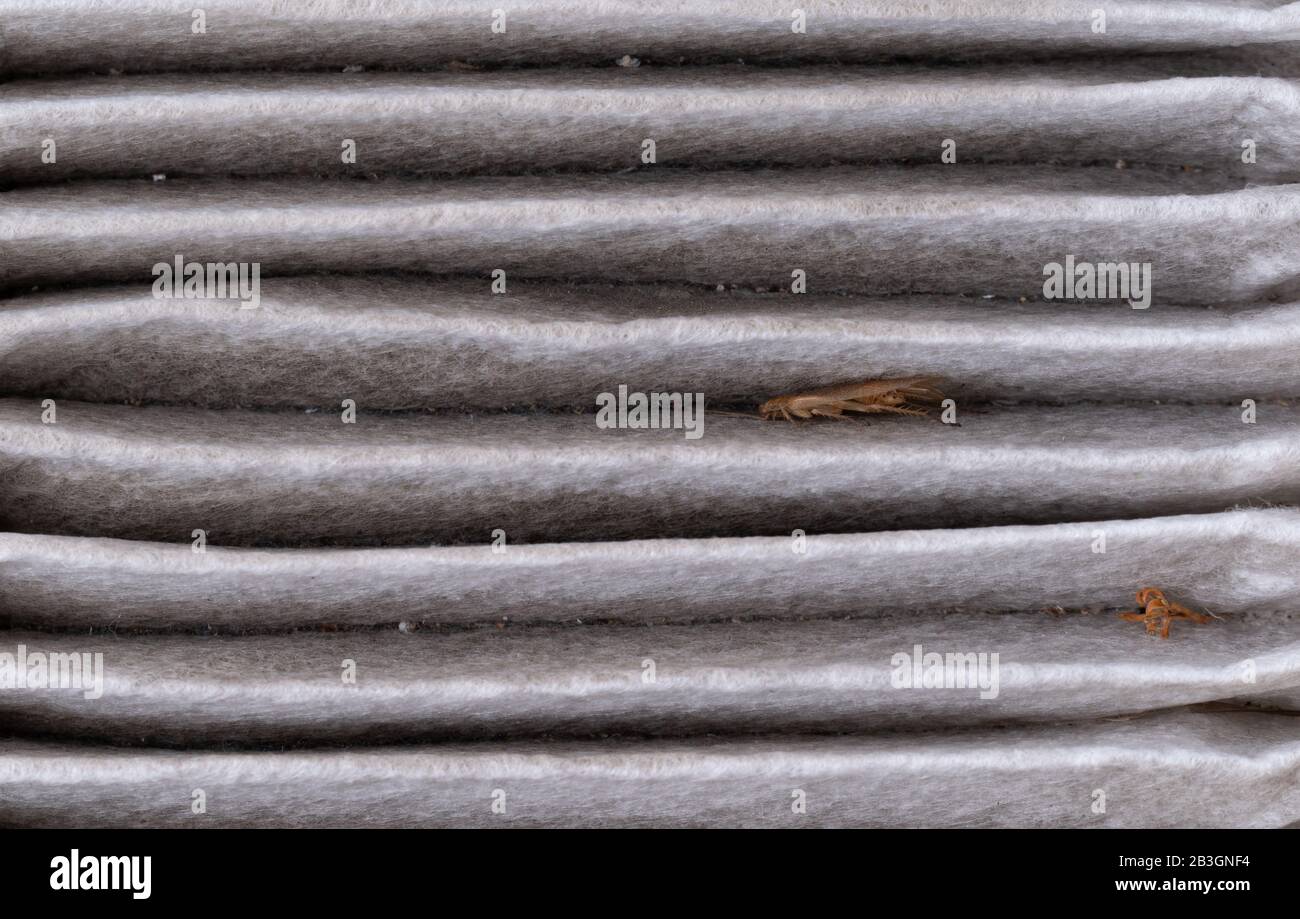 dirty car air conditioning filter Stock Photo - Alamy