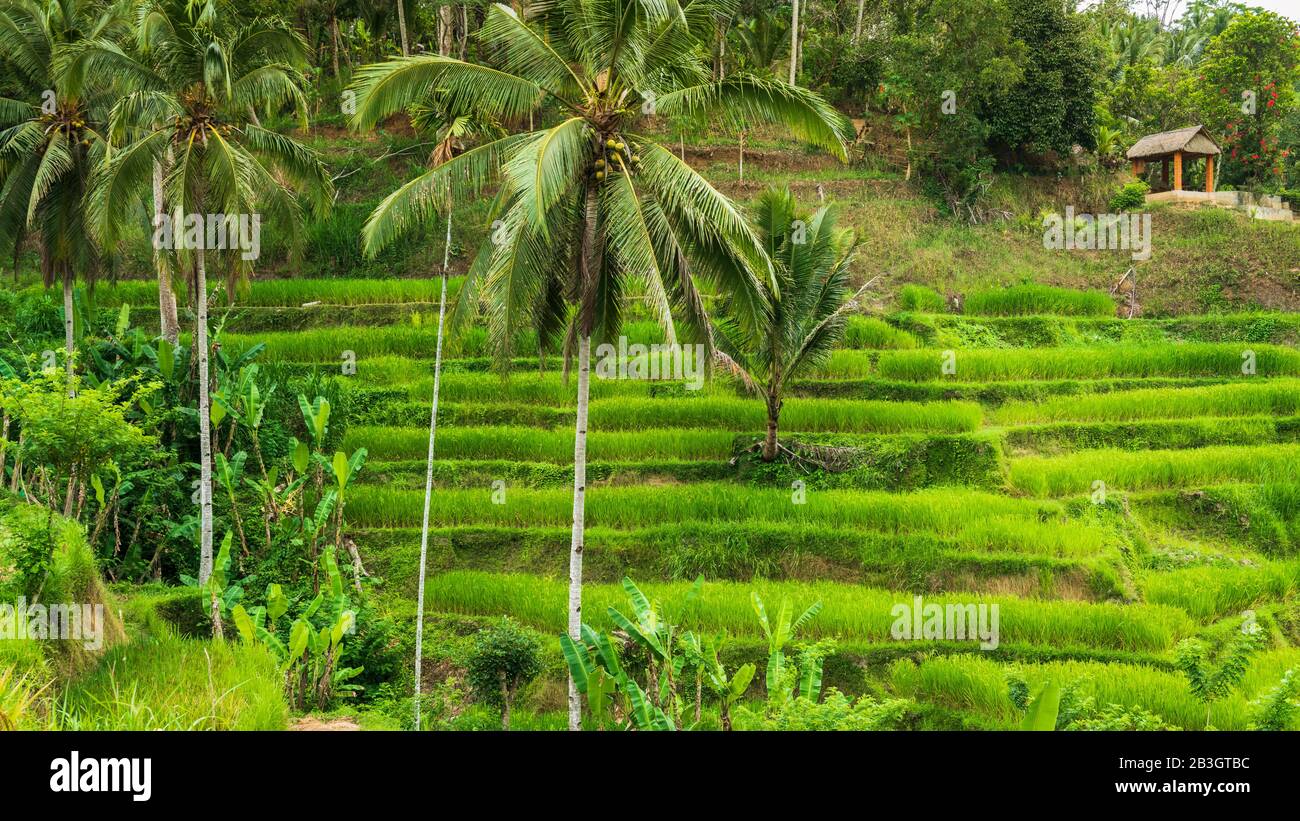 Rice fields at Tegallalang Rice Terrace, Bali, Indonesia Stock Photo ...