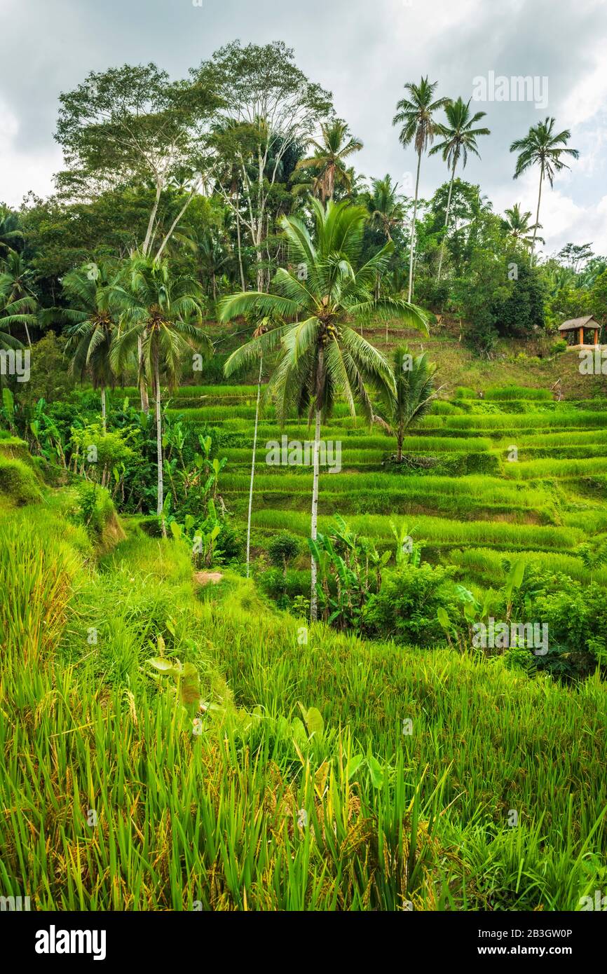 Rice fields at Tegallalang Rice Terrace, Bali, Indonesia Stock Photo ...