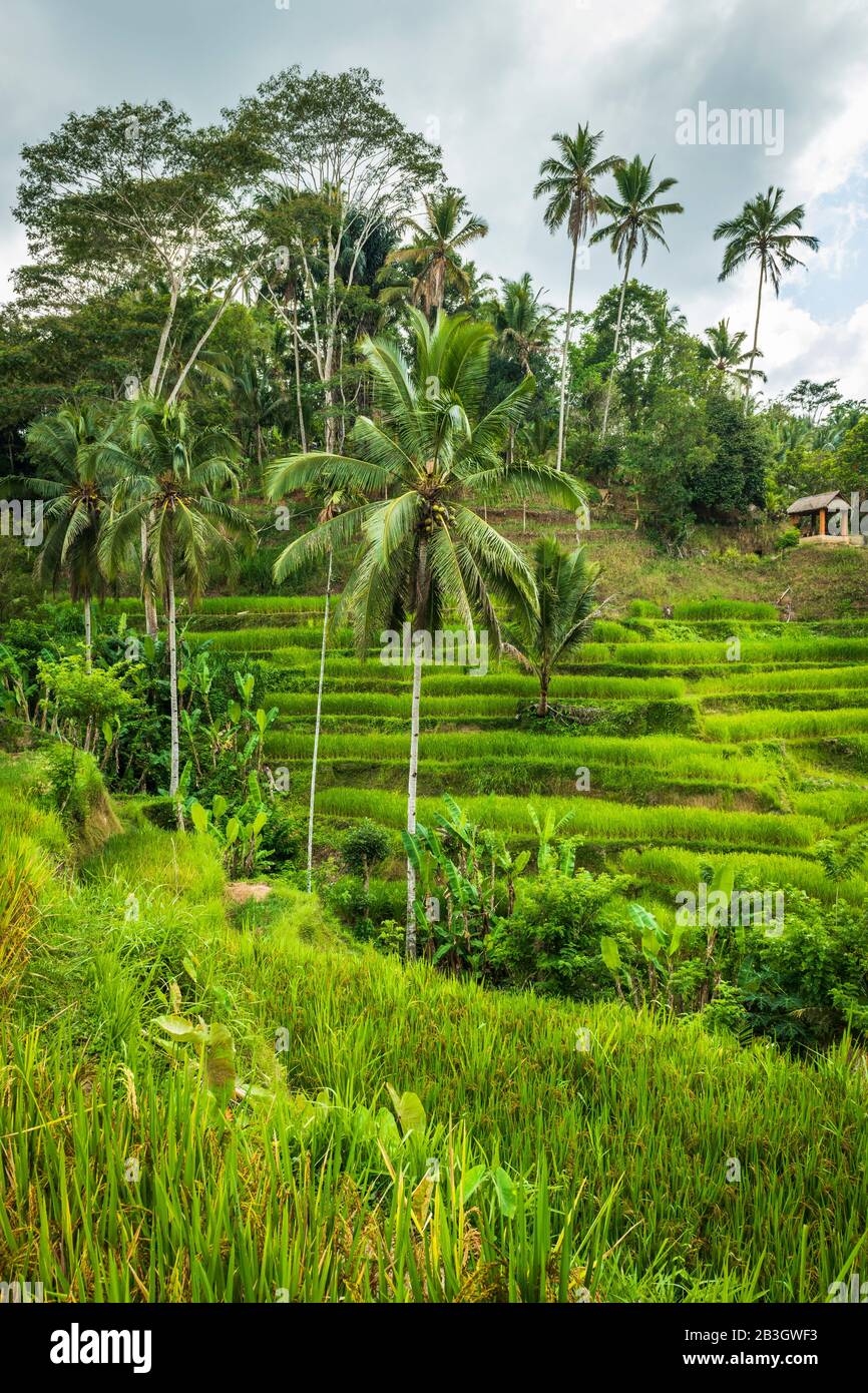 Rice fields at Tegallalang Rice Terrace, Bali, Indonesia Stock Photo ...