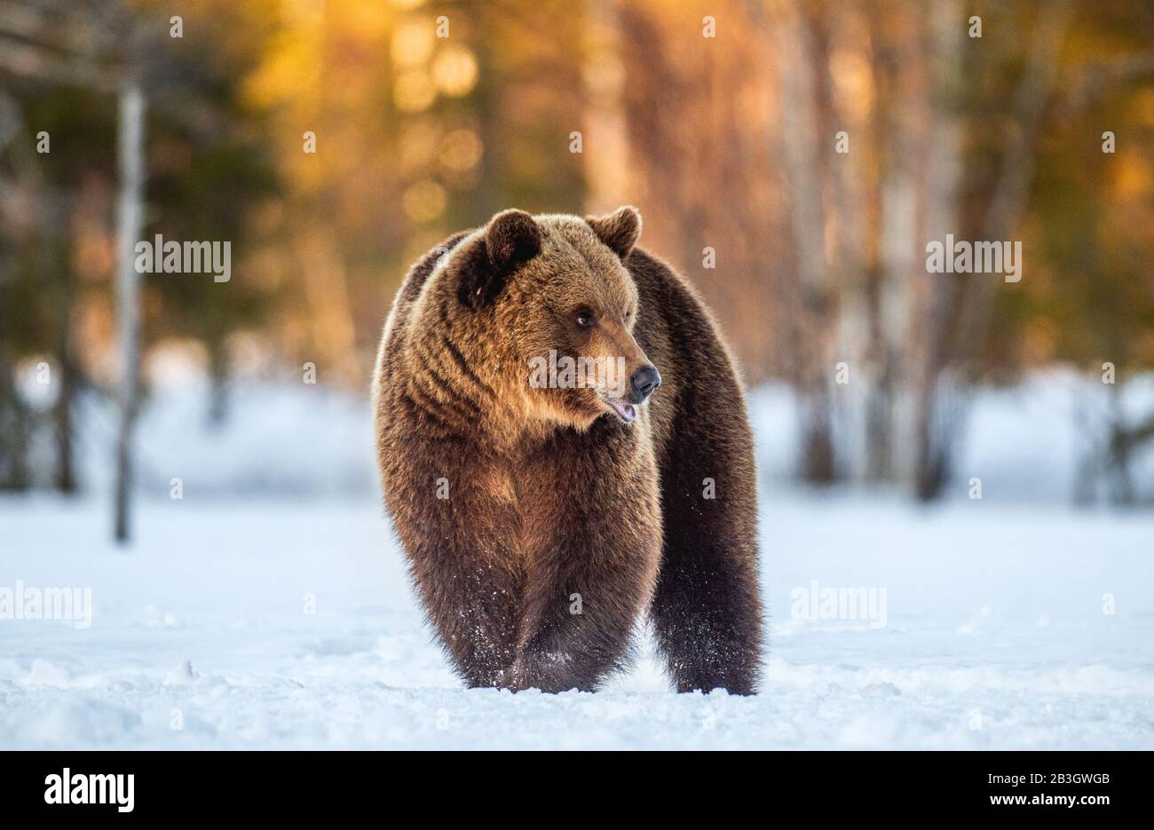 Brown Bear walking on the snow in spring forest at sunset. Front view ...