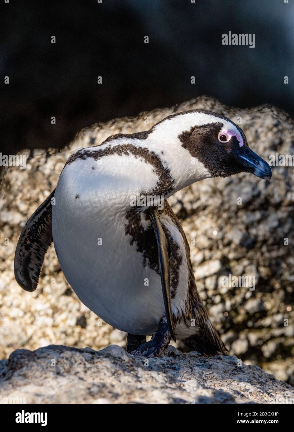 African penguin also known as the jackass penguin, black-footed penguin ...