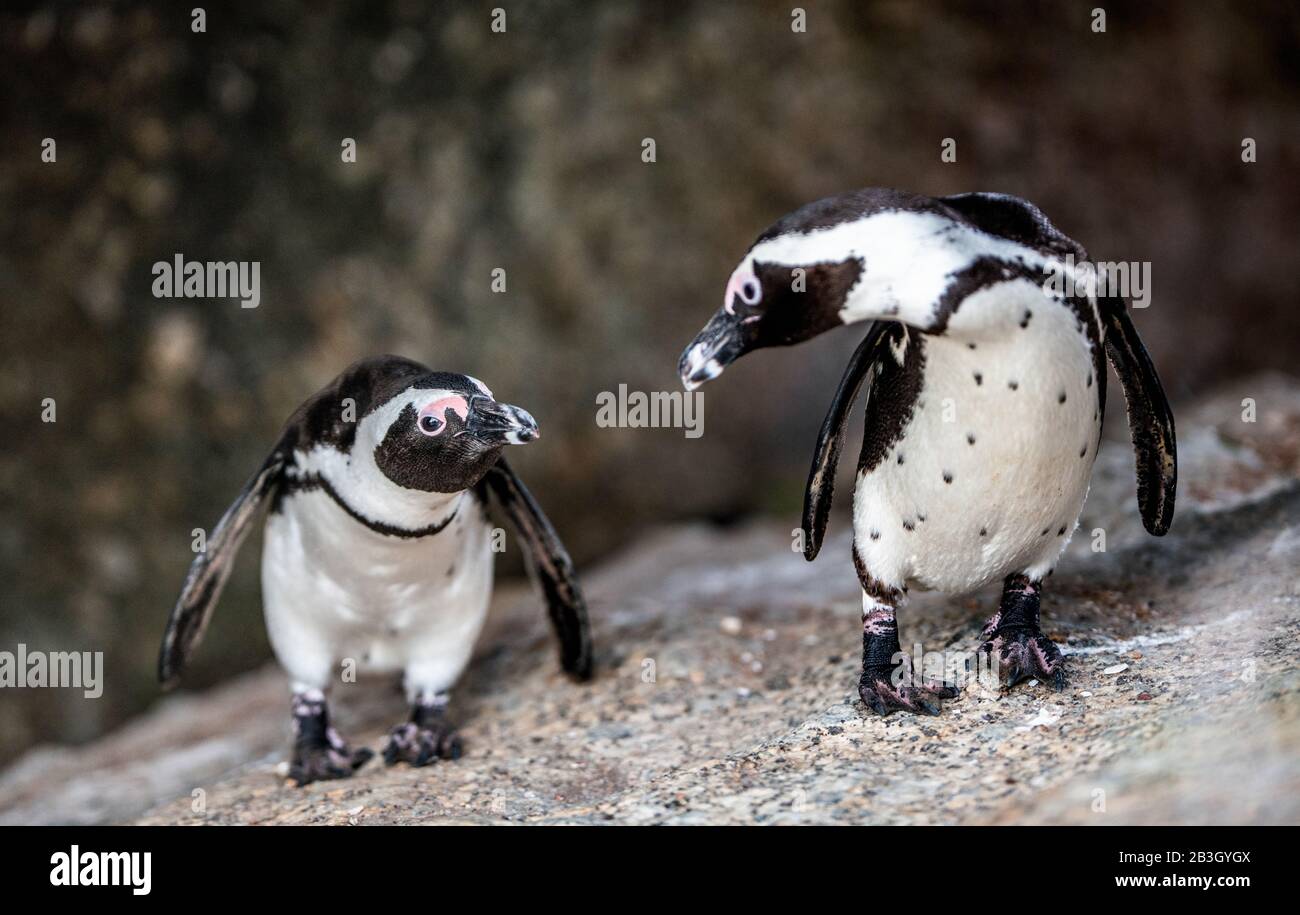 African penguins also known as the jackass penguin, black-footed ...