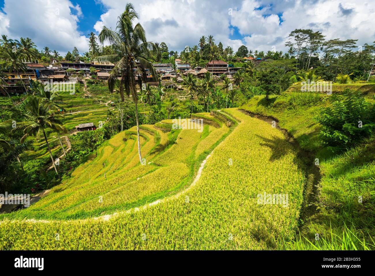 Rice fields at Tegallalang Rice Terrace, Bali, Indonesia Stock Photo ...