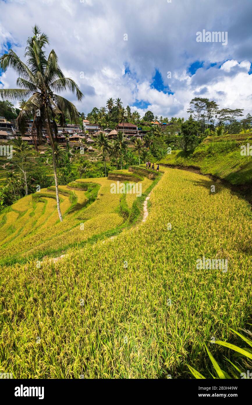 Rice fields at Tegallalang Rice Terrace, Bali, Indonesia Stock Photo ...